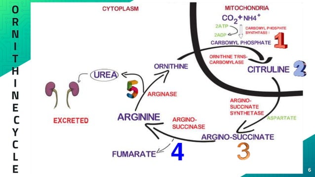 EXCRETION process explained briefly in humans. | PPT