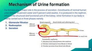 EXCRETION process explained briefly in humans. | PPT