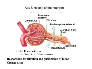 Excretion system of urea in human revise by Ahmed Ghdhban Alziaydi