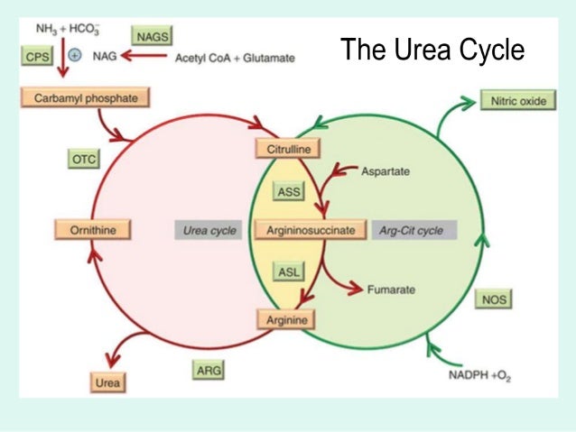 Excretion system of urea in human revise by Ahmed Ghdhban Alziaydi
