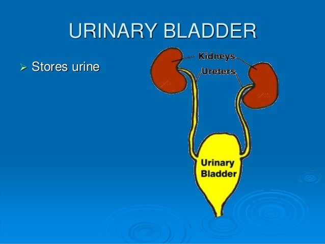 Excretion system of urea in human revise by Ahmed Ghdhban Alziaydi