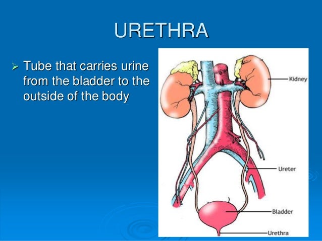 Excretion system of urea in human revise by Ahmed Ghdhban Alziaydi