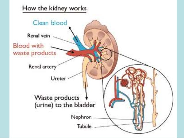 Excretion system of urea in human revise by Ahmed Ghdhban Alziaydi