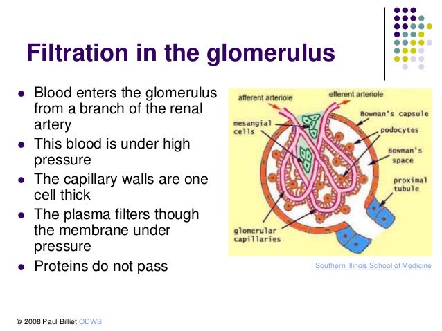 Excretion system of urea in human revise by Ahmed Ghdhban Alziaydi