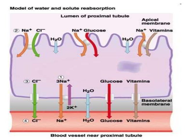 Excretion system of urea in human revise by Ahmed Ghdhban Alziaydi