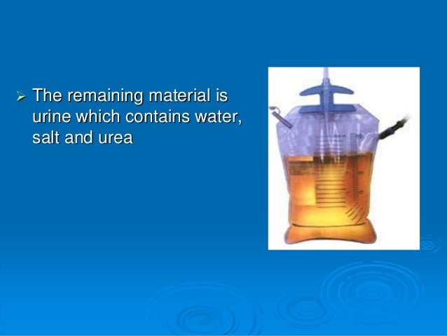 Excretion system of urea in human revise by Ahmed Ghdhban Alziaydi