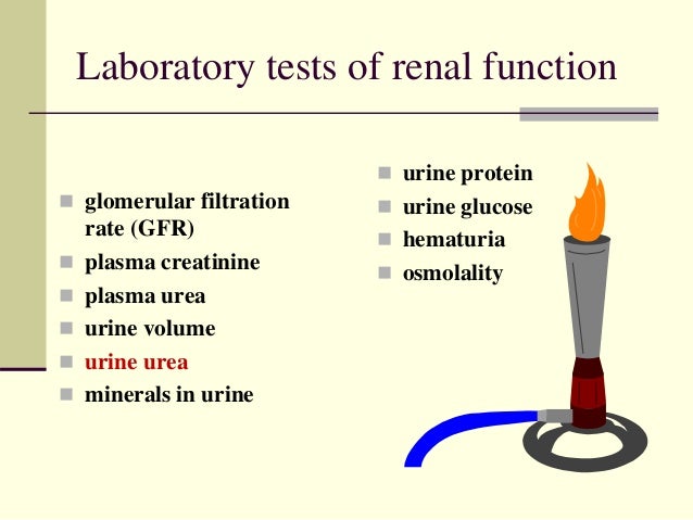 Excretion system of urea in human revise by Ahmed Ghdhban Alziaydi