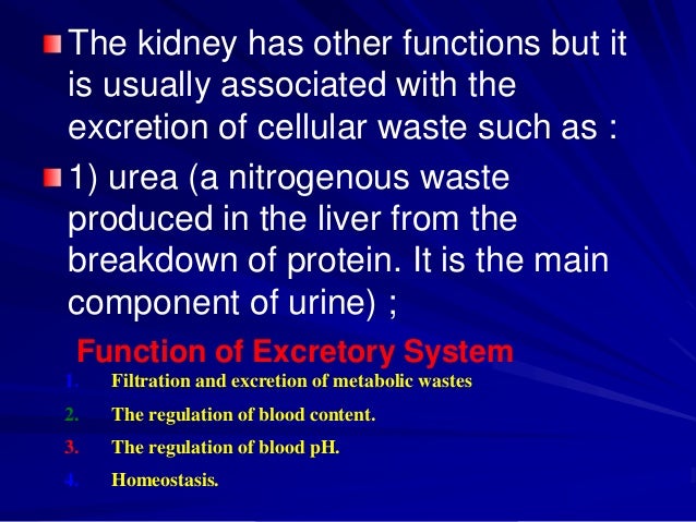 Excretion system of urea in human revise by Ahmed Ghdhban Alziaydi