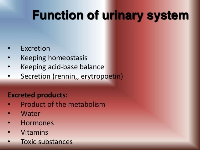 Excretion system of urea in human revise by Ahmed Ghdhban Alziaydi