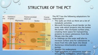 EXCRETION Unit 2.pptx