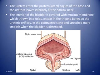 Excretion Urography / Intravenous Urography (IVU) | PPTX