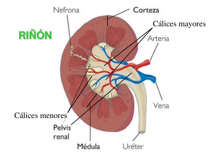 Excretor