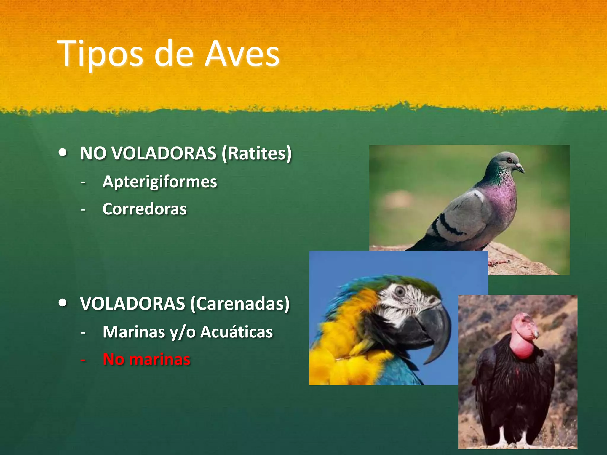 Sistema Excretor de las Aves | PPTX