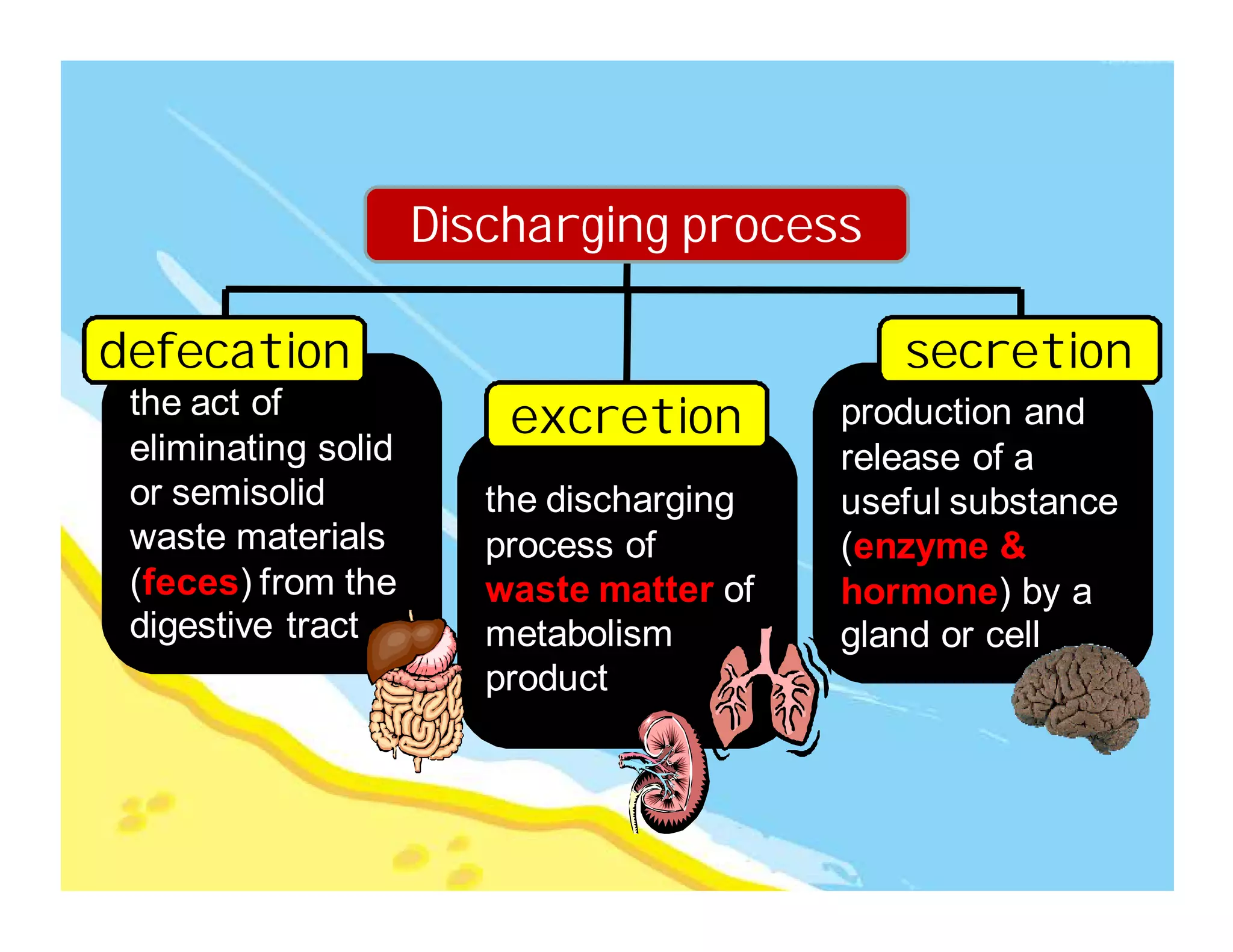 Excretory System | PDF