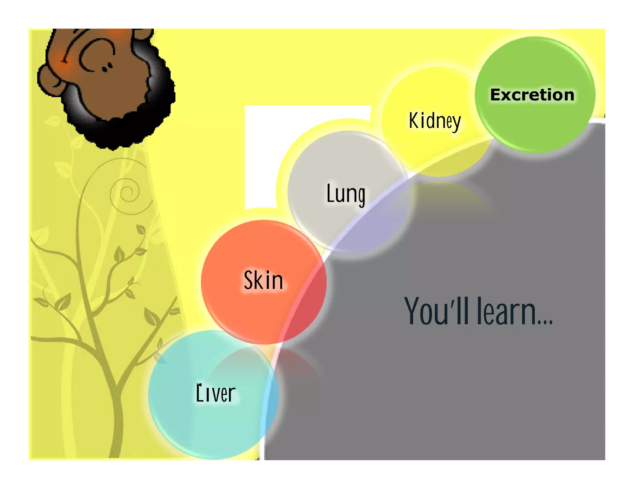 Excretory System | PDF
