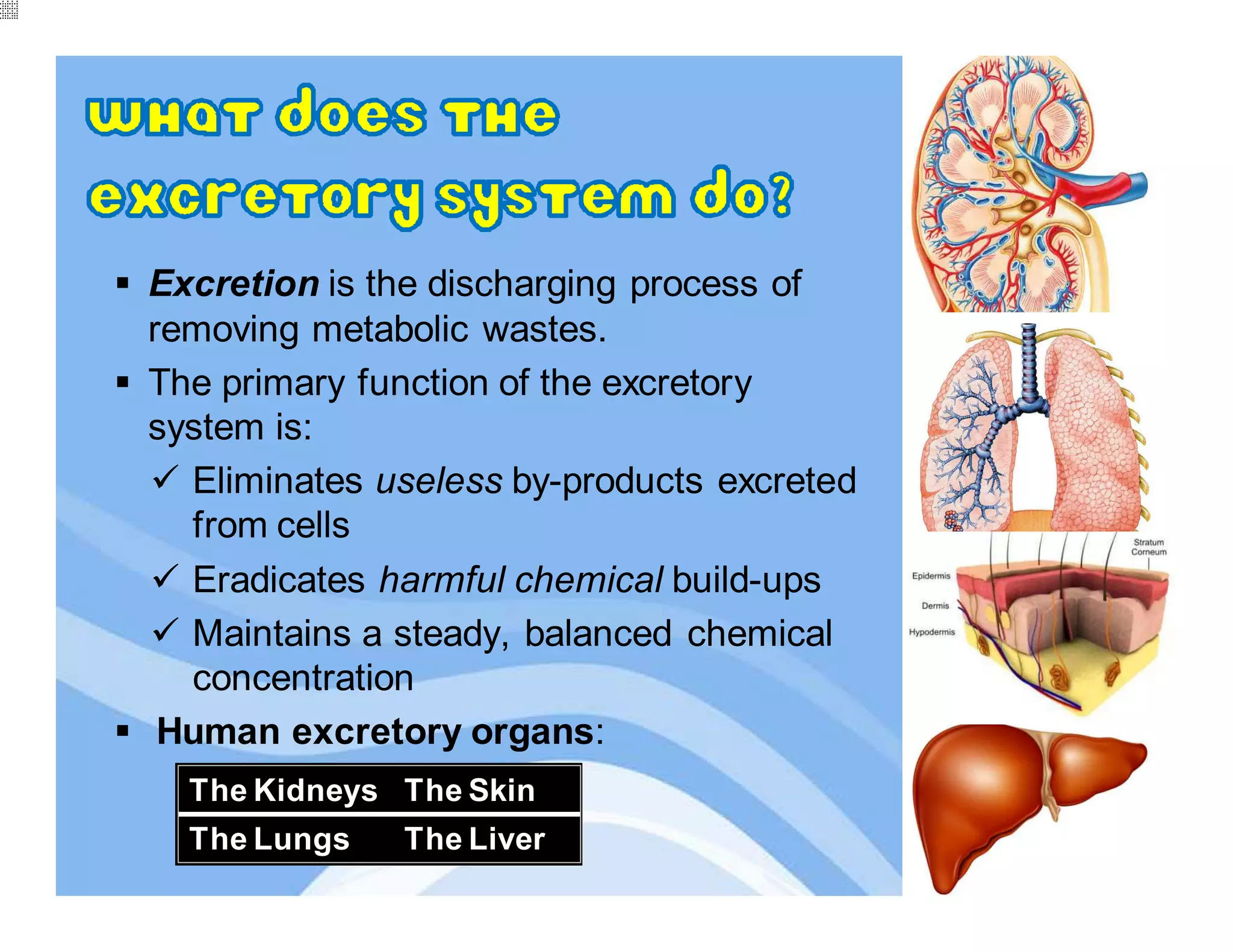 Excretory System | PPT