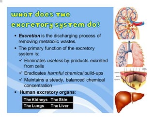 Excretory System | PPT