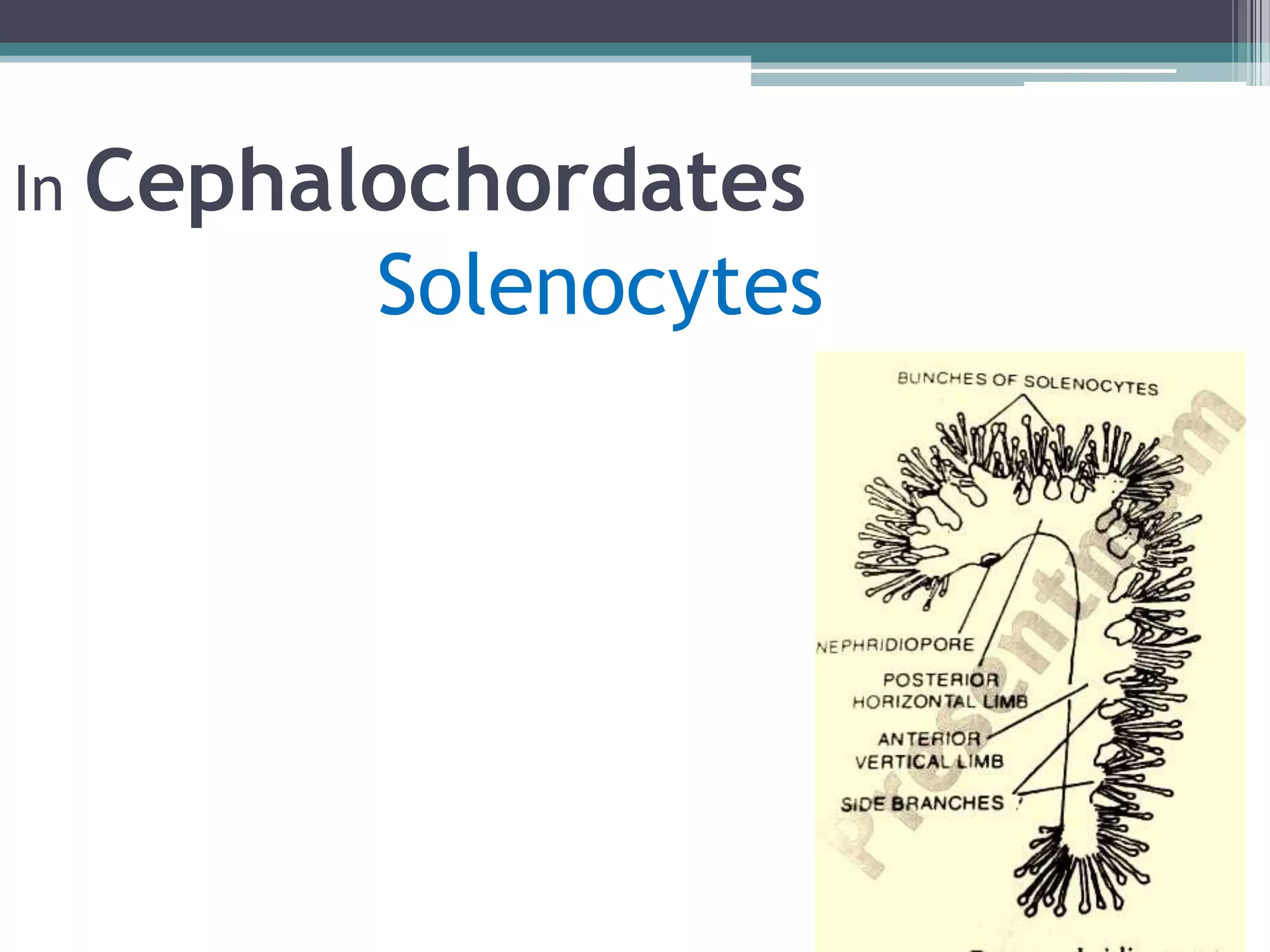 Excretory organ Types | PPT