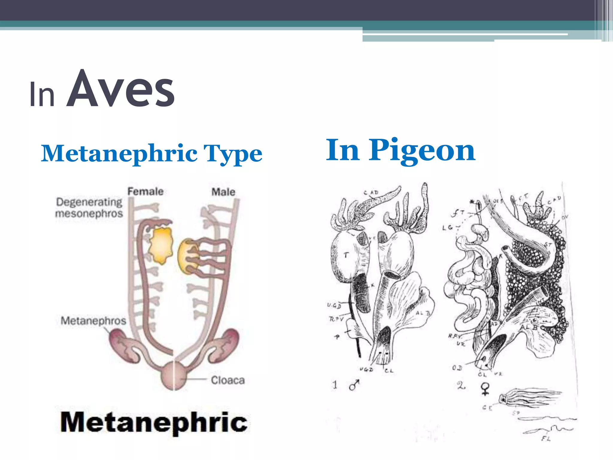 Excretory organ Types | PPT