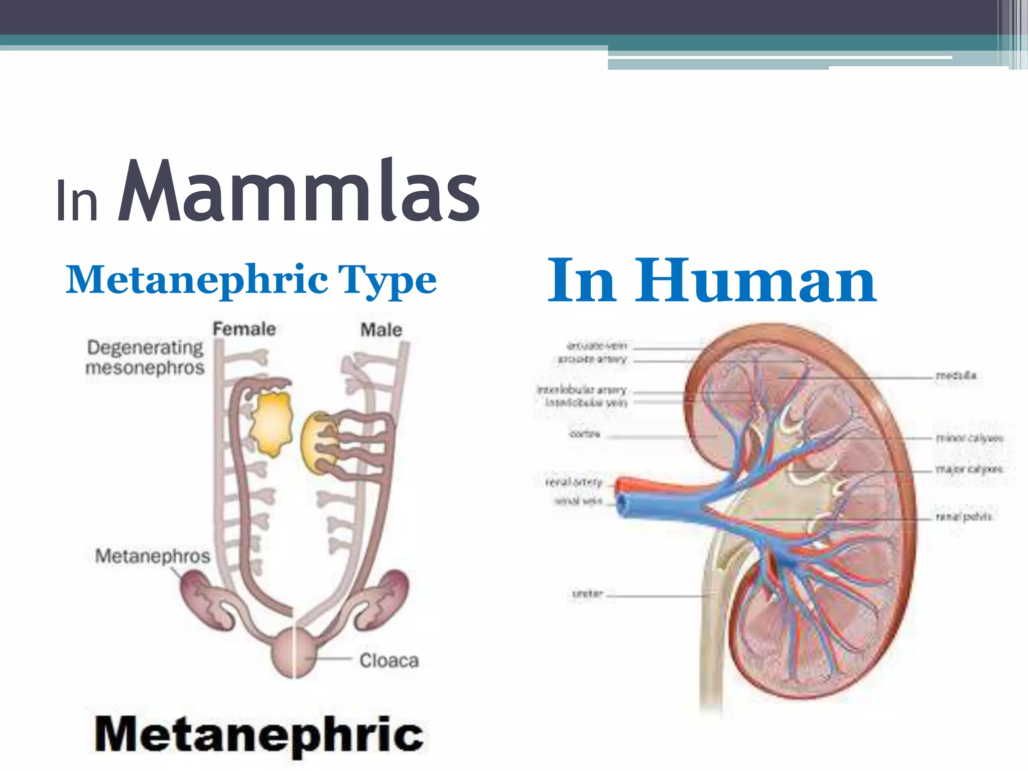 Excretory organ Types | PPT