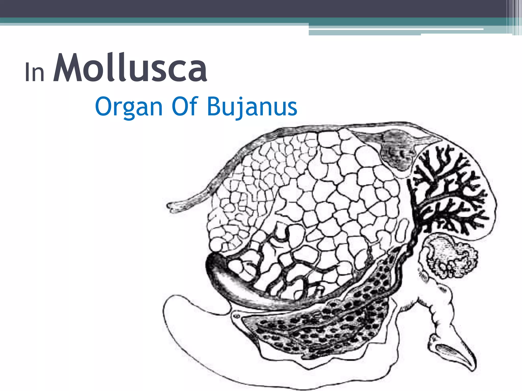 Excretory organ Types | PPT