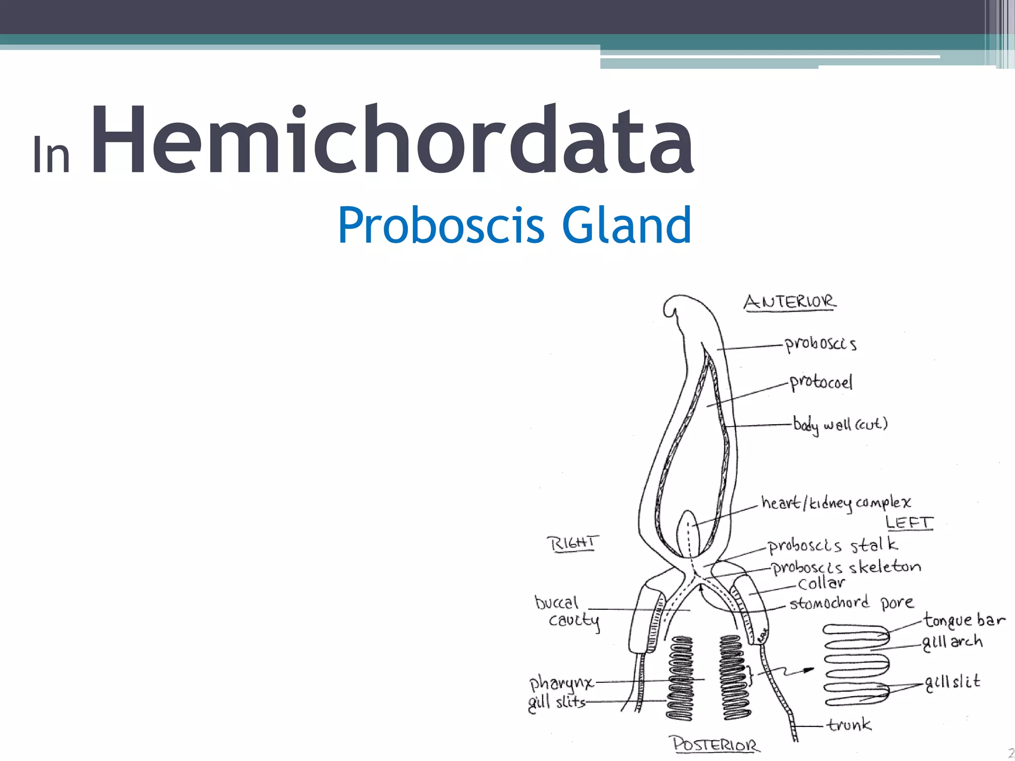 Excretory organ Types | PPT