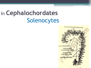 Excretory organ Types | PPT