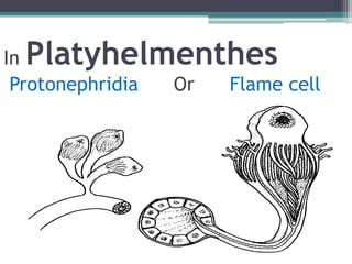 Excretory organ Types | PPT