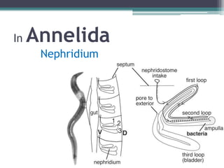 Excretory organ Types | PPT
