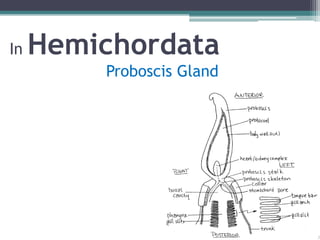 Excretory organ Types | PPT