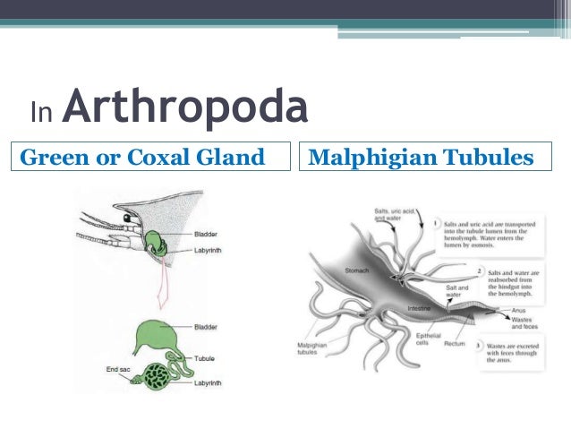 Excretory organ Types