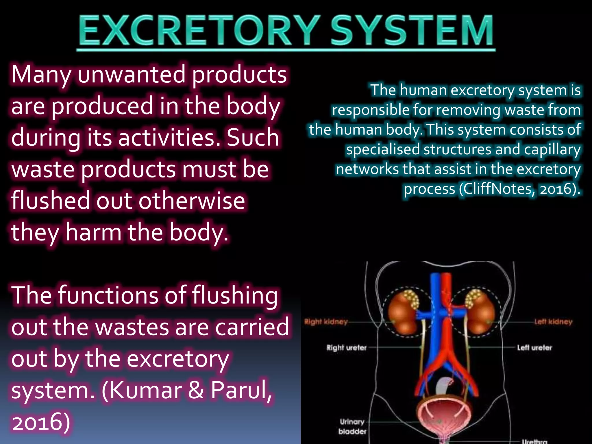 Understanding the Excretory System | PPTX | Substance Abuse | Diseases ...