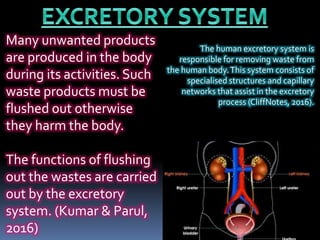 Understanding the Excretory System | PPTX | Substance Abuse | Diseases ...