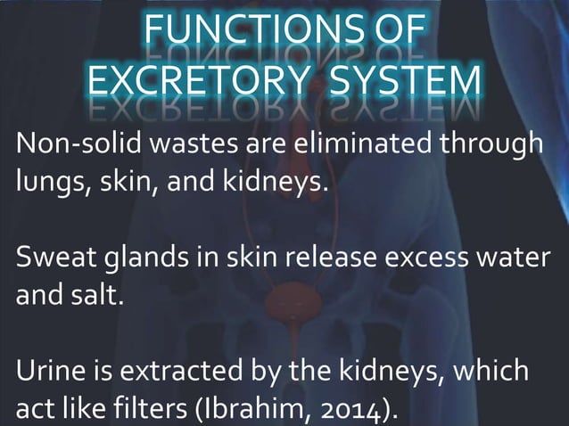 Understanding the Excretory System | PPTX | Substance Abuse | Diseases and Conditions