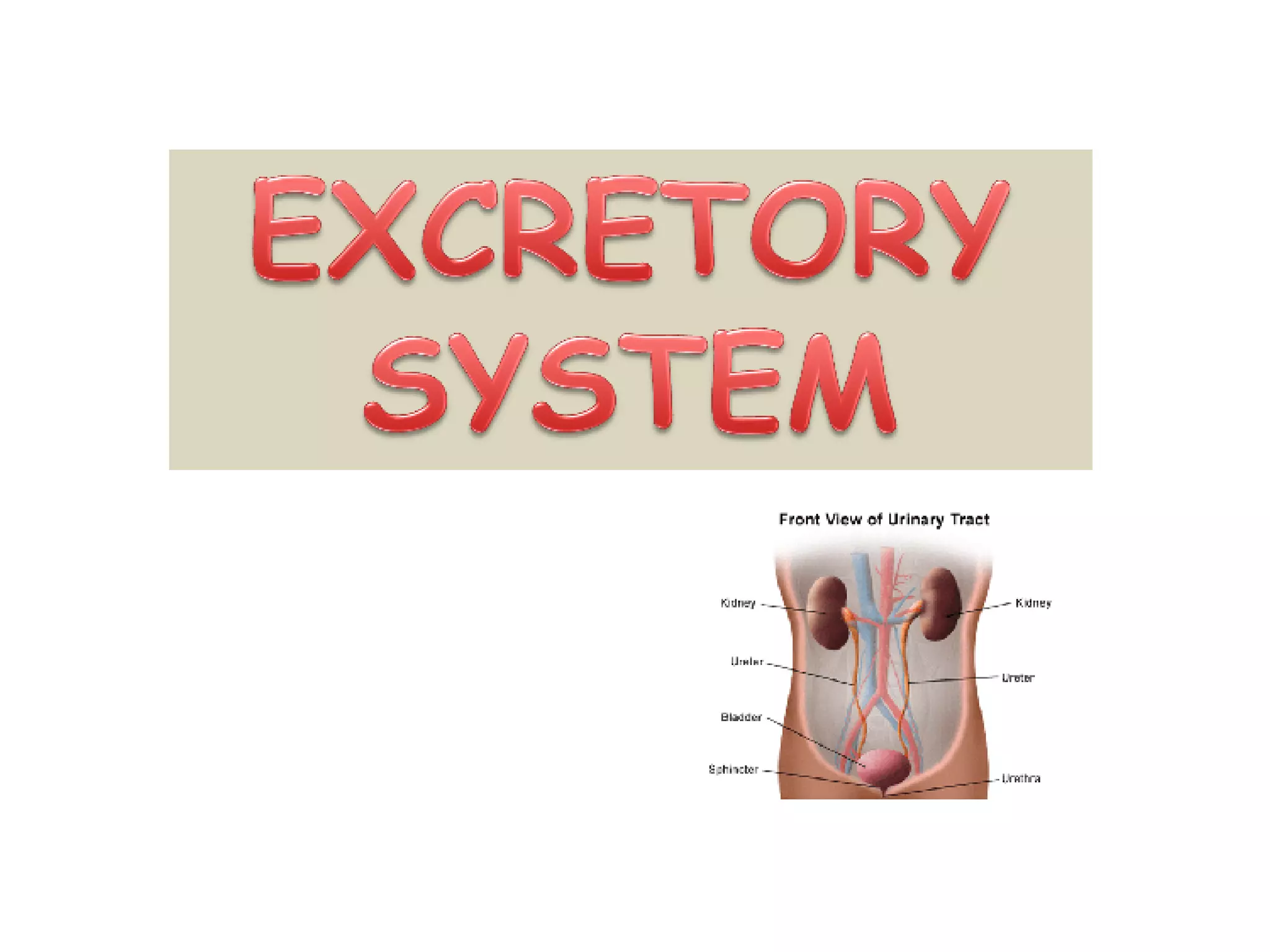 Excretory System | PPT