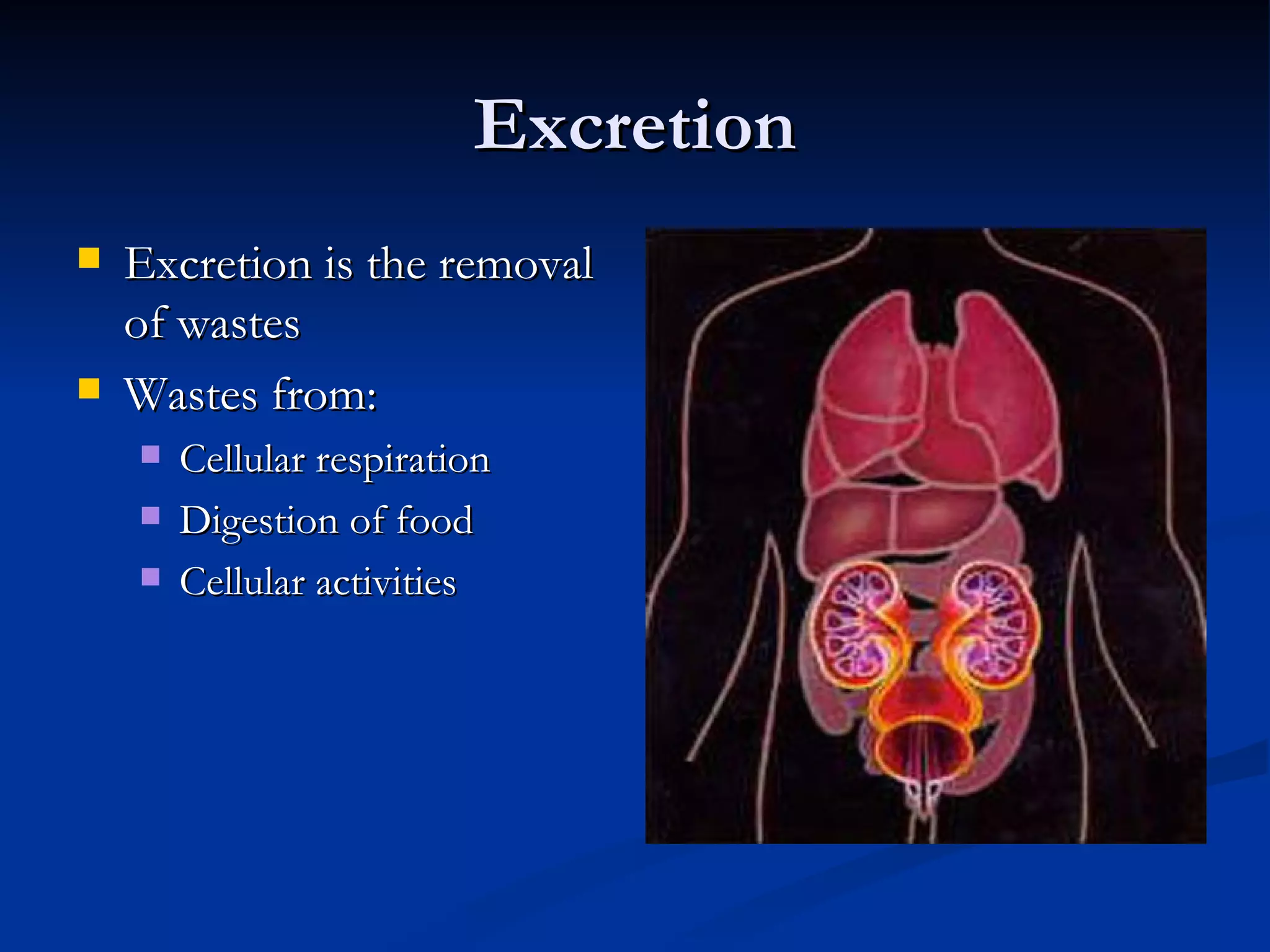Excretory System | PPT