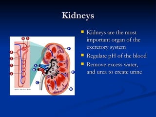 Excretory System | PPT