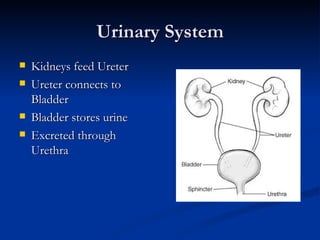 Excretory System | PPT