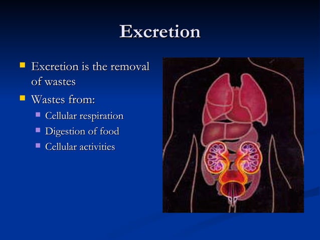 Excretory System | PPT