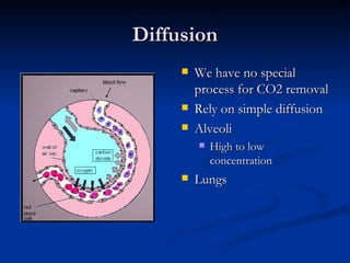Excretory System | PPT