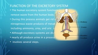 EXCRETORY-SYSTEM.pptx