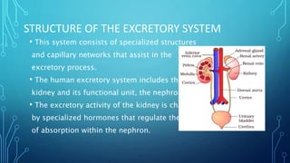 EXCRETORY-SYSTEM.pptx