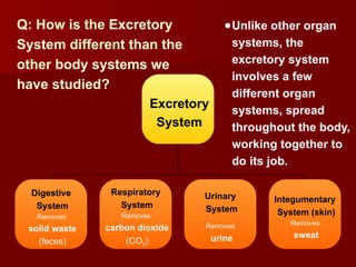SCIENCE ---- ---Excretory - System.pptx