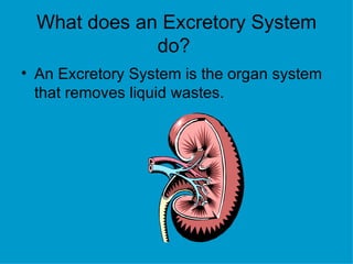 Excretory System Science 23 Makenzeya | PPT