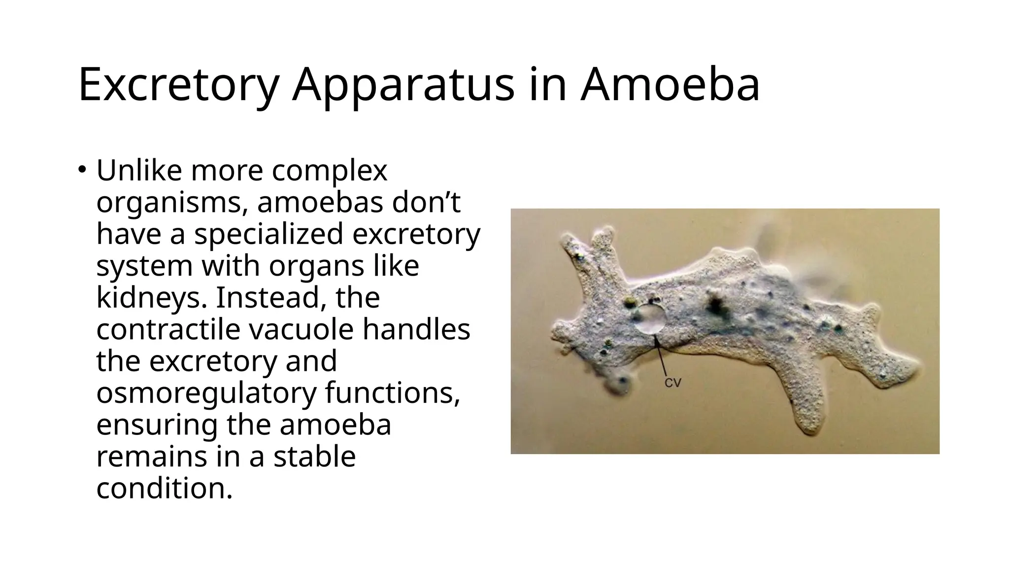 Excretory Apparatus in Amoeba, Planaria, Earthworm, Cockroach, Fish ...