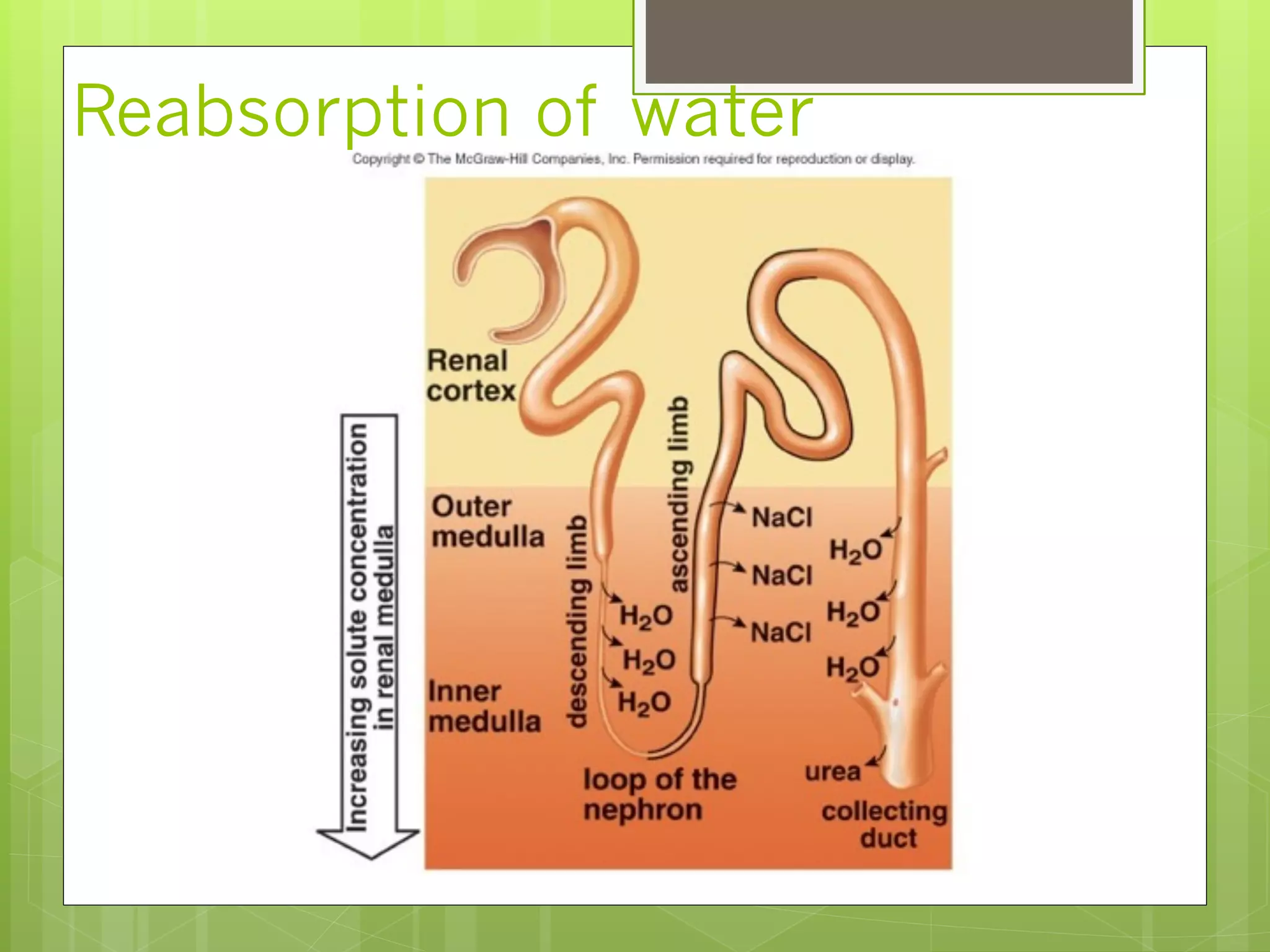 The Excretory System | PDF | Endocrine and Metabolic Diseases ...