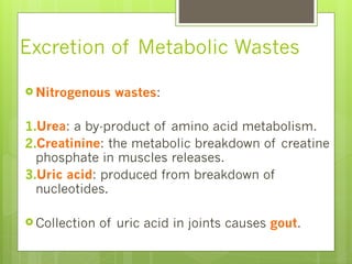 The Excretory System | PDF