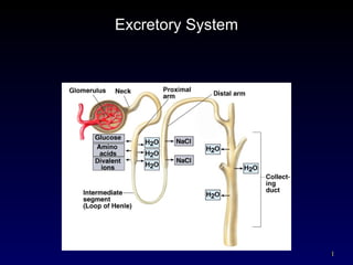Excretory System Nephron