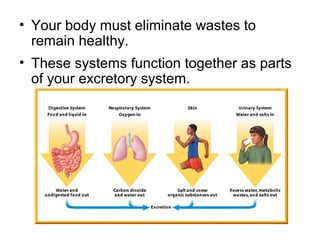 Excretory system | PPT