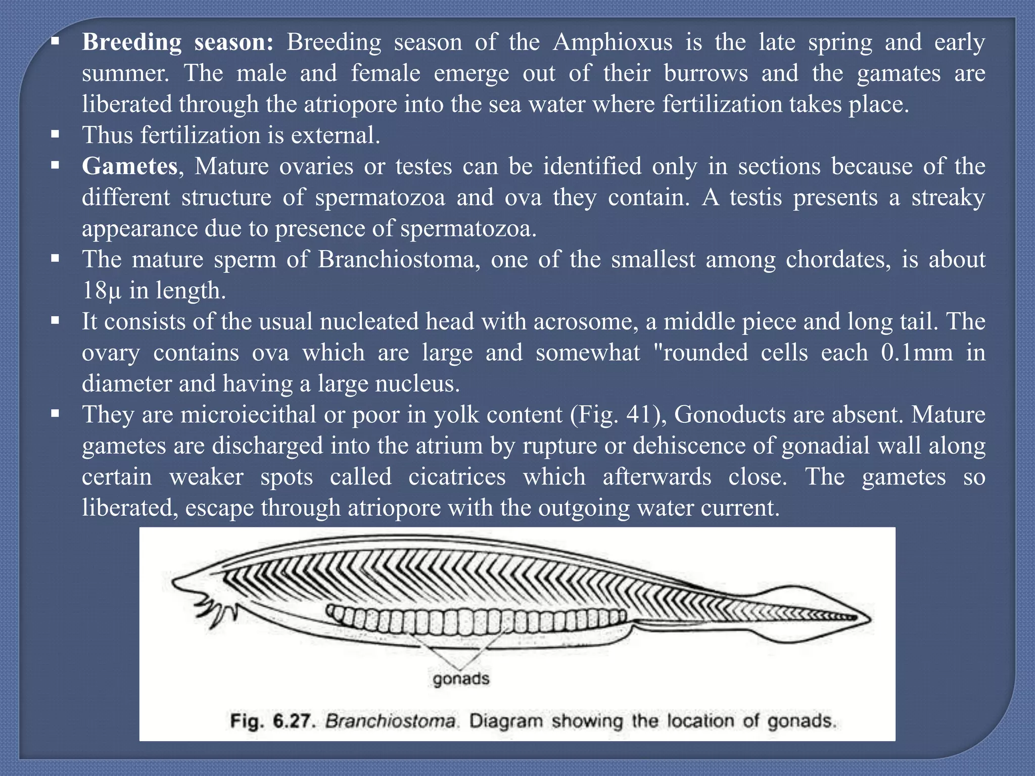 Excretory organs in Amphioxus.pptx